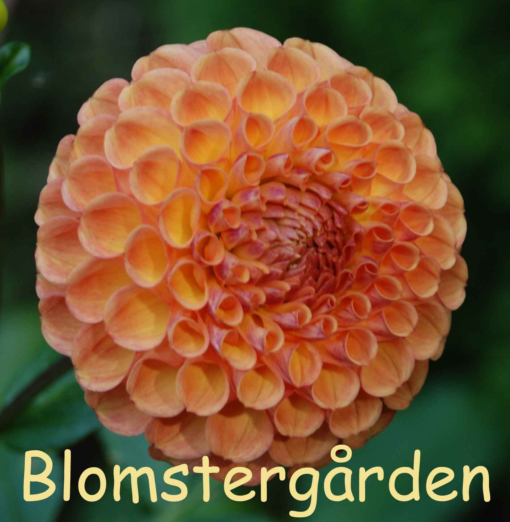 Sheila, Shiela – Namesake Plants